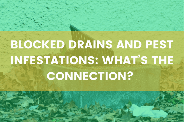 Blocked Drains and Pest Infestations: What’s the Connection? | Draincall